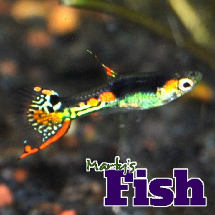 Snakeskin Orchid Endlers Raised to Maturity : Marty's Fish