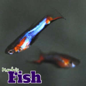 Campoma & Cumana Region Endlers Discovered Since 2007