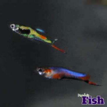 Mixing Pure Male Endlers : Marty's Fish