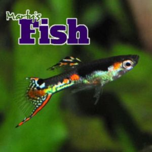 What Is An Endler Fish? : Marty's Fish