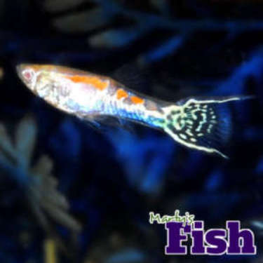 RREA Albino Hybrid Snake Endlers : Marty's Fish