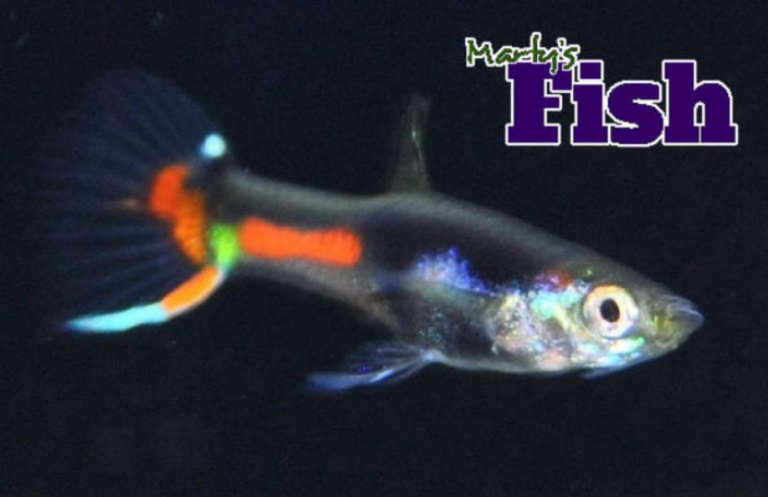Endlers Livebearer Care For Beginners and Experts: Marty's Fish