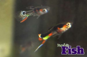 N Class Orchid Endler with a Unique Snakeskin Pattern : Marty's Fish