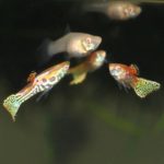 Marty's Fish: Pure N Class Endlers, Hybrid Endlers & Other Tropical Fish