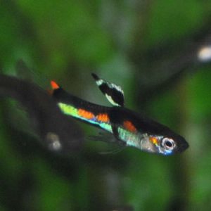 Characteristics We Find Desirable In Orchid Endlers : Marty's Fish