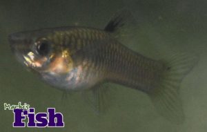 Poecilia wingei - Endler Myths : Marty's Fish
