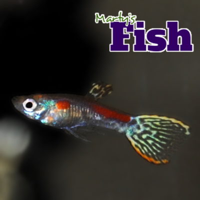 Blond Snake Endlers : Marty's Fish