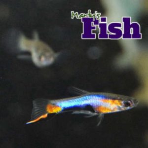 Types of Endlers and The Origin of Their Names : Marty's Fish
