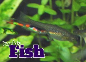 Endlers Livebearer Care For Beginners and Experts: Marty's Fish