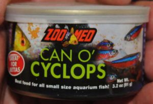 Endlers Livebearer Care For Beginners and Experts: Marty's Fish