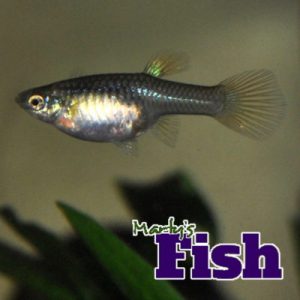 Multicolored Tiger Endlers (Modified by Brooke) : Marty's Fish