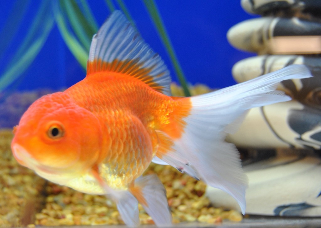 How to Feed a Goldfish : Marty's Fish