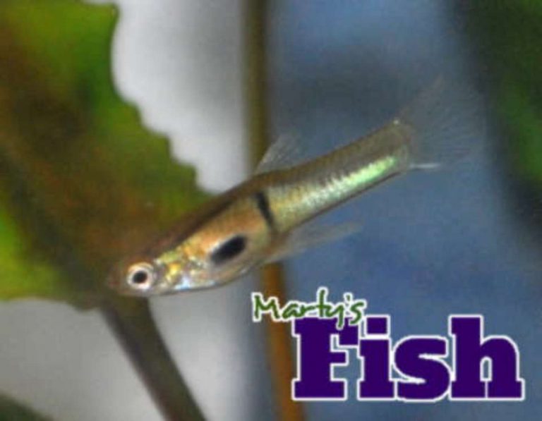 Lime Green Endlers Fry Just Getting Colors : Marty's Fish