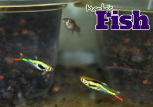 Lime Green Endlers Fry Just Getting Colors : Marty's Fish