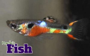 Types of Endlers and The Origin of Their Names : Marty's Fish