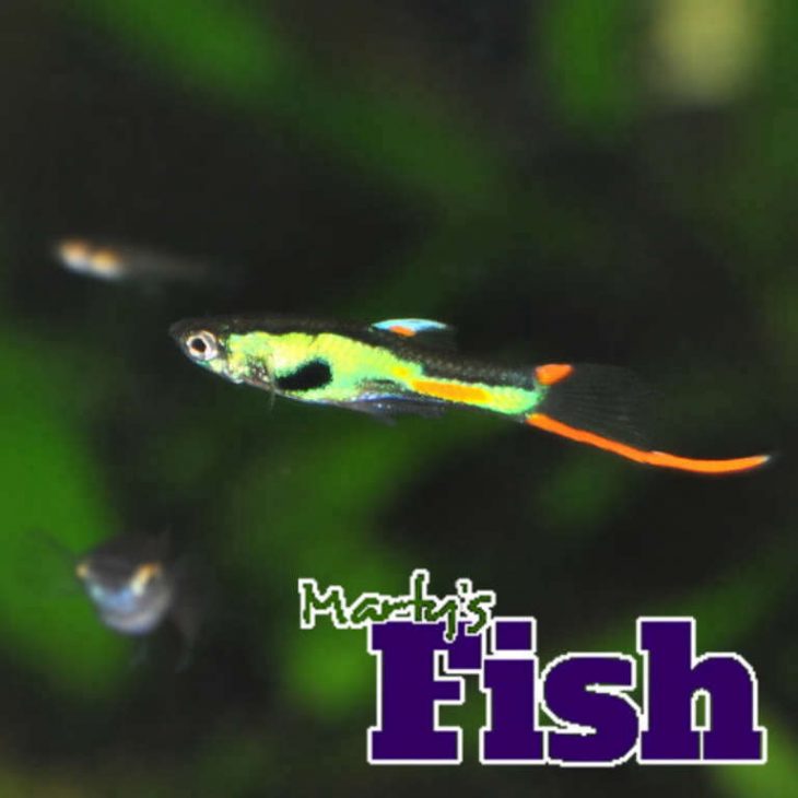 N Class Lime Green Endler with Extra Long Sword : Marty's Fish