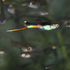 Characteristics We Find Desirable In Orchid Endlers : Marty's Fish