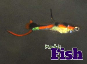 Types of Endlers and The Origin of Their Names : Marty's Fish