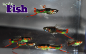 N Class Lime Green Endler with Extra Long Sword : Marty's Fish