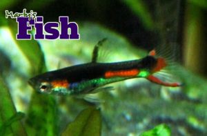 Orchid Endlers: A Unique Livebearer for Your Aquarium : Marty's Fish