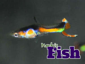 Endlers Livebearers: Endangered or Extinct? : Marty's Fish