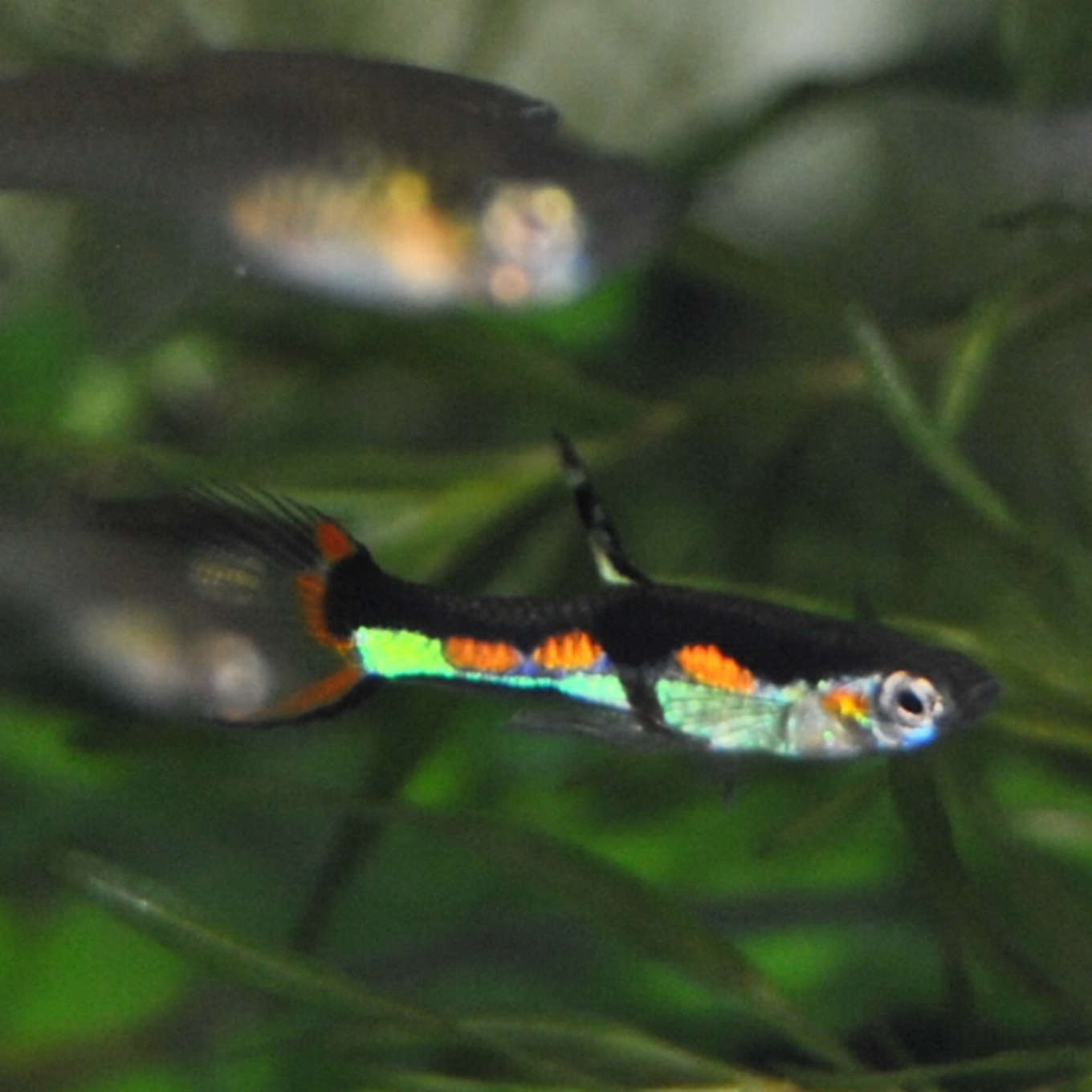 Characteristics We Find Desirable In Orchid Endlers : Marty's Fish