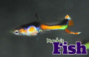 Making Your Endlers as Beautiful as Possible : Marty's Fish