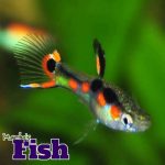 Types of Endlers and The Origin of Their Names : Marty's Fish