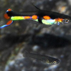 Marty's Fish: Pure N Class Endlers, Hybrid Endlers & Other Tropical Fish