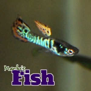 Multicolored Tiger Endlers (Modified by Brooke) : Marty's Fish
