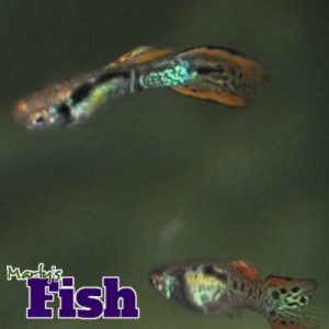 Multicolored Tiger Endlers (Modified by Brooke) : Marty's Fish