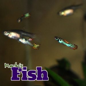Multicolored Tiger Endlers (Modified by Brooke) : Marty's Fish