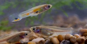 The Confusion Between Pure Endlers, Hybrid Endlers and Guppies