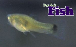 The Many Colors of Orchid Endlers : Marty's Fish